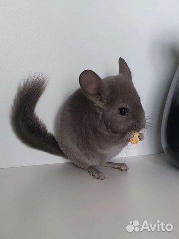 Шиншилленок бархатный фиолет эбони средний 2 мес