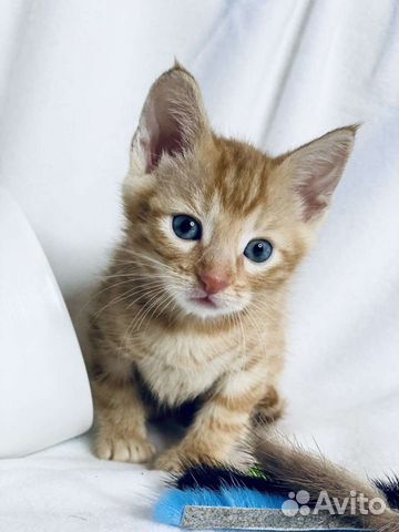 Котёнок Янтарь рыжий хулиган