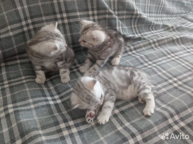 Шотландские прямоухие котята серые