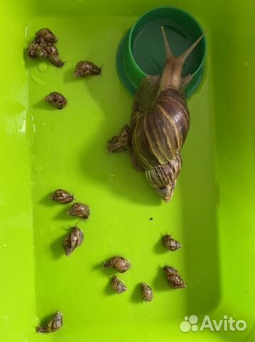 Улитка Ахатина гигантская