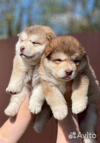 Аляскинский маламут щенки