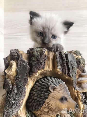 Котенок