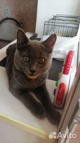 Потерялся котик