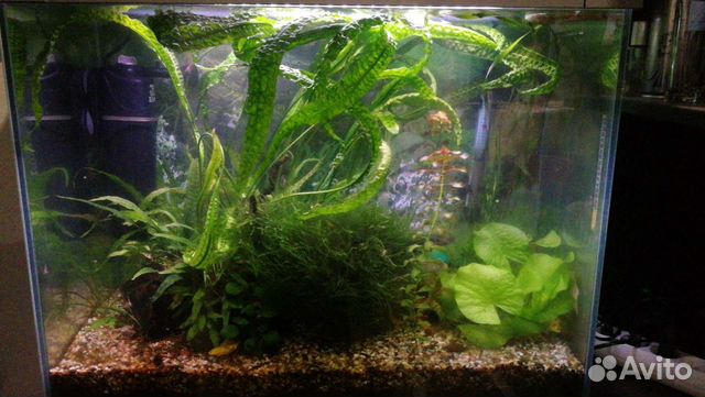 Растения в аквариум