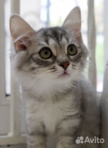 Котенок Люси ищет дом