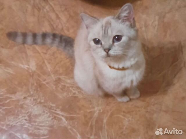 Отдам в добрые руки