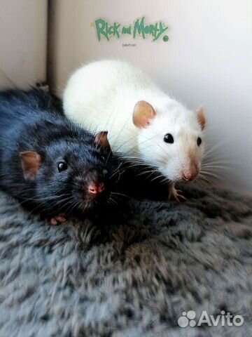 Крысы мальчики