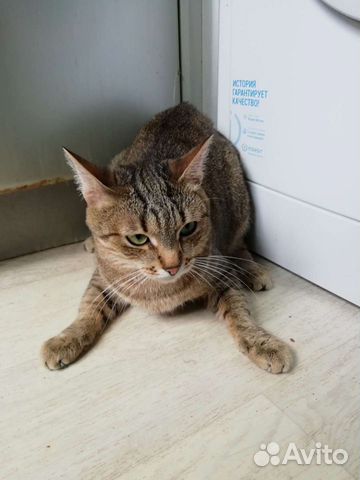 Кошечка Луся ищет дом