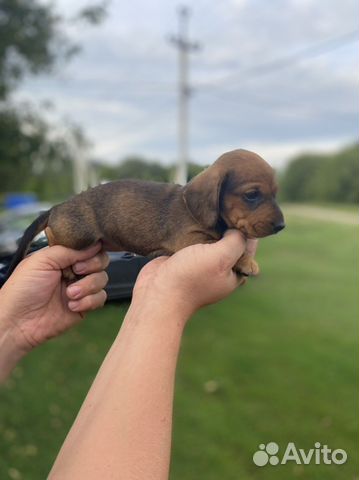 Карликовая такса щенки