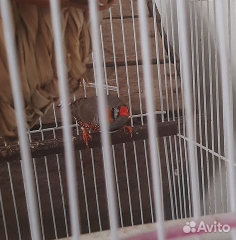 Отдаю амадина