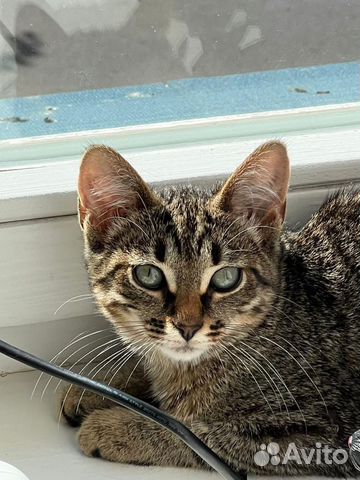 Котенок 5 месяцев. Умная красавица