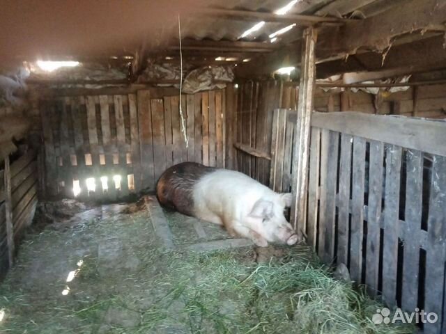 Кабан на мясо