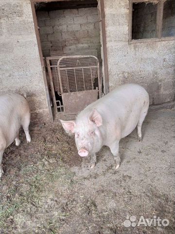 Супоросная свиноматка