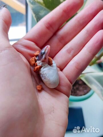 Эублефары оптом