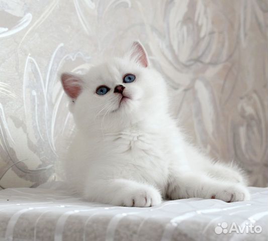 Продается британский котенок (мальчик) шиншилла