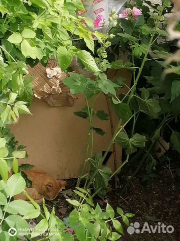 Молоденький Рыжий котик