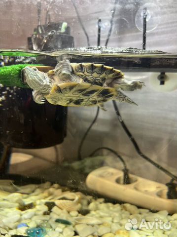 Черепаха красноухая (2 шт)