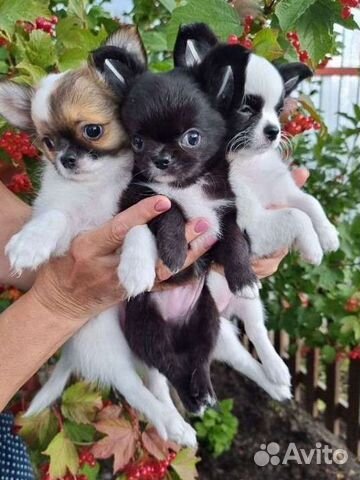 Чиходевочки