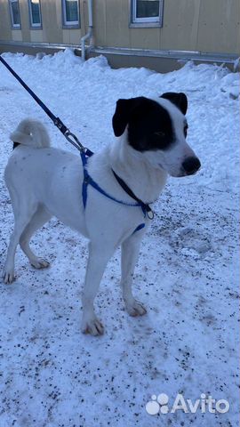 Домашний мальчик оказался в приюте