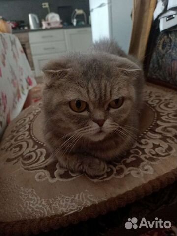 Шотландская вислоухая