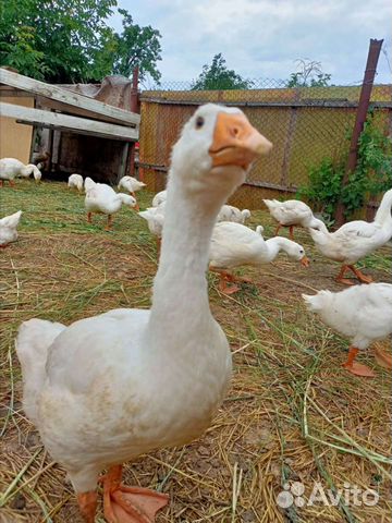 Гусята линда