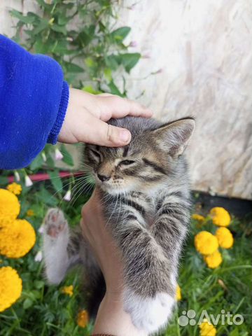 Котята помогите