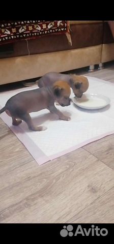 Собака маленькая порода