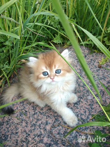 Британская золотая шиншилла