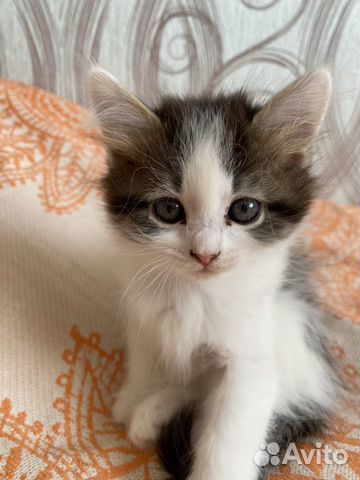Котята в ассортименте