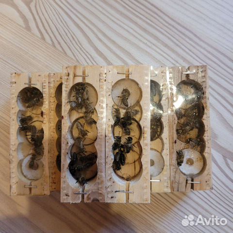 Племенные матки карпатка 54 линии, тип Московский