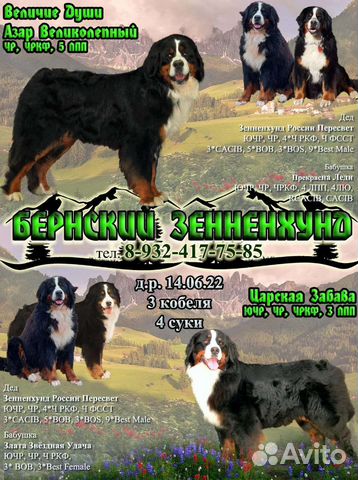 Бернский зенненхунд