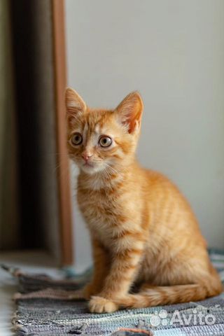 Ласковые ручные рыжики Санни и Бусинка 3 мес
