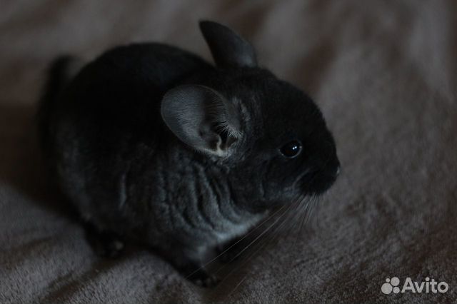 Шиншилла-девочка черный бархат ищет дом