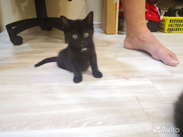 Котенок ищет дом