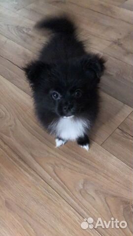 Померанский шпиц