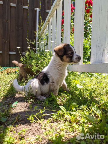 Собака в добрые руки щенок