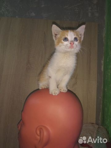 Заберите рыжего котенка. Это мальчик. Ему 1,5 мес