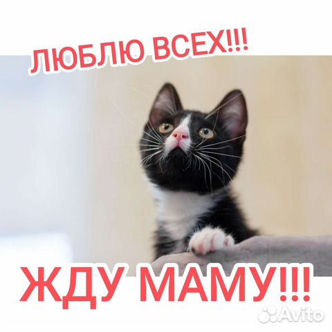 Котенок друг кошек и собак