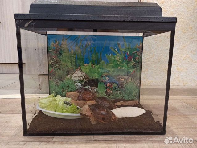 Улитки ахатины с аквариумом