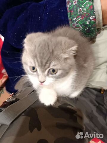 Британская кошка