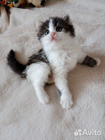 Котята девочки в добрые руки