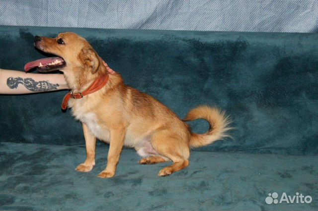 Некрупный песик в добрые руки