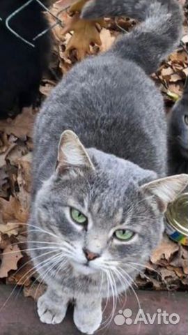 Котейка в поисках дома