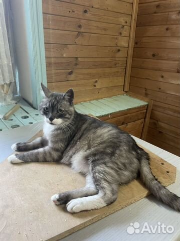 Котолорд в добрые руки