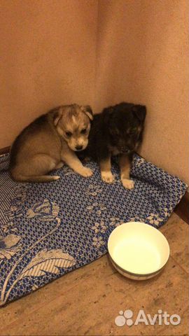 Собака-Хаски