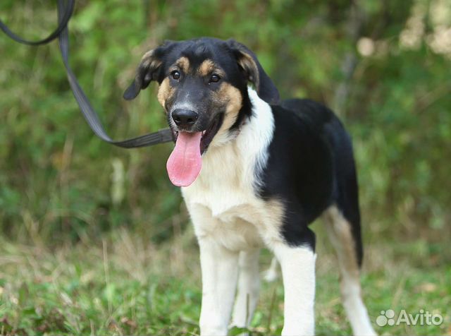 Хаммер терпеливо ждёт свою семью