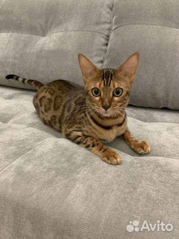 Бенгальская кошка