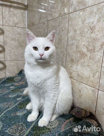 Белый кот