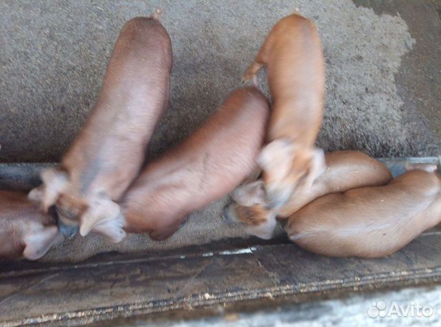 Хрячки дюрок на племя 50 дней вес 15,килограм