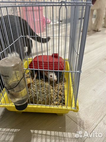 Белая крыса